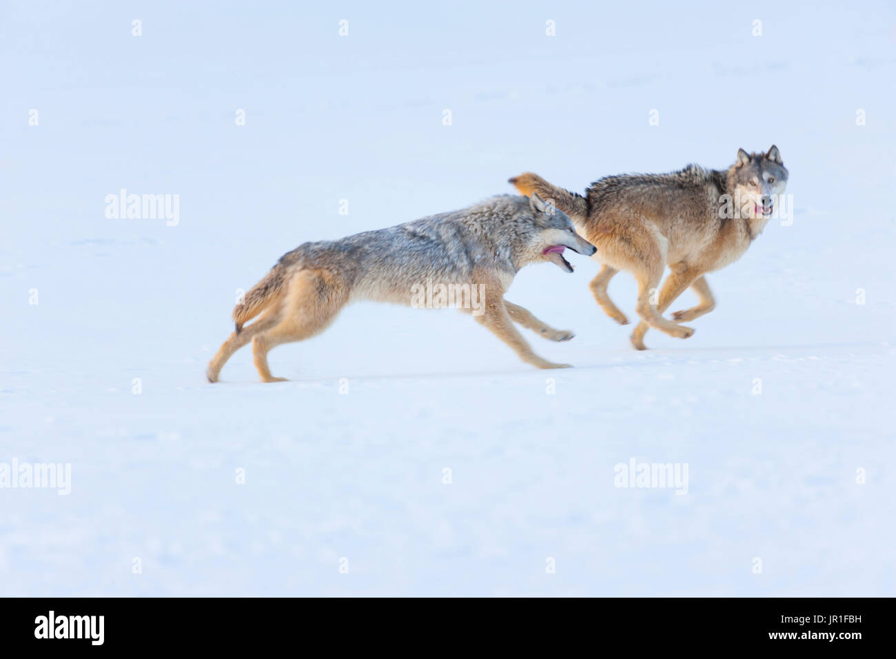 Gray wolf or grey wolf (Canis lupus) running Stock Photo - Alamy