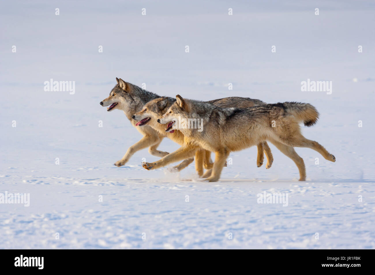 Gray wolf or grey wolf (Canis lupus) running Stock Photo - Alamy
