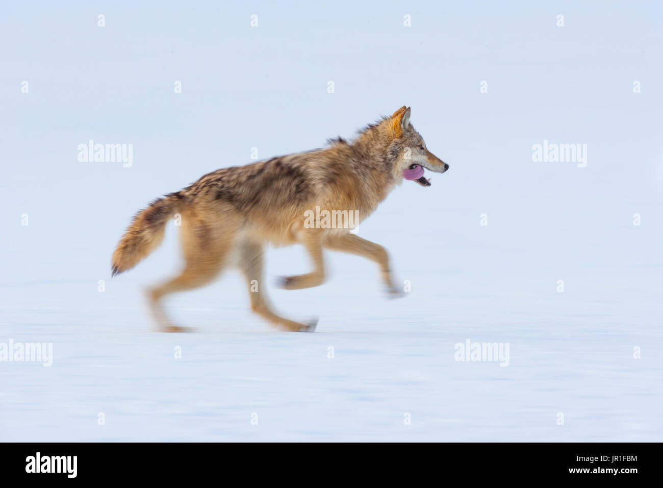 Gray wolf or grey wolf (Canis lupus) running Stock Photo - Alamy