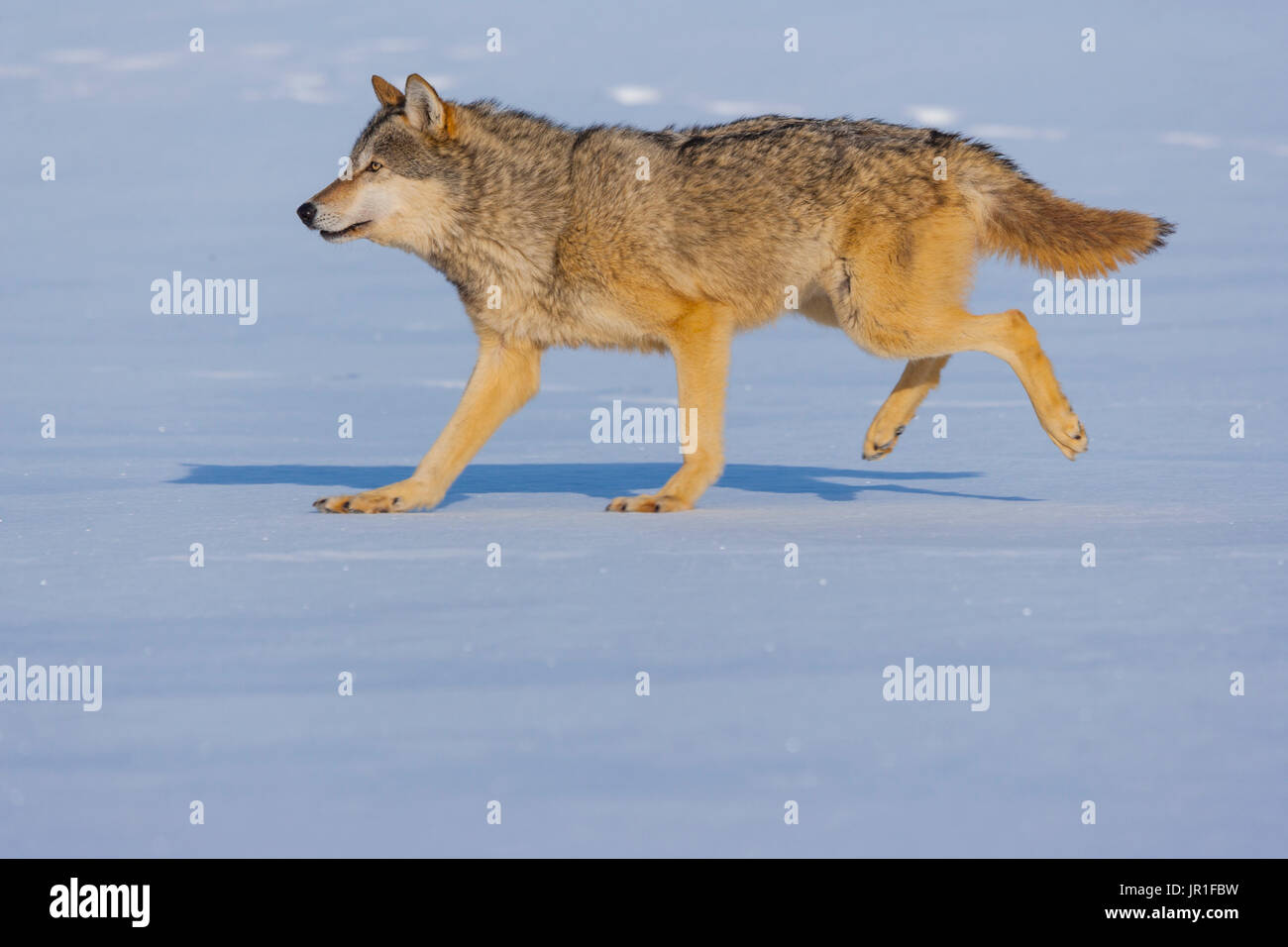 Gray wolf or grey wolf (Canis lupus) running Stock Photo - Alamy