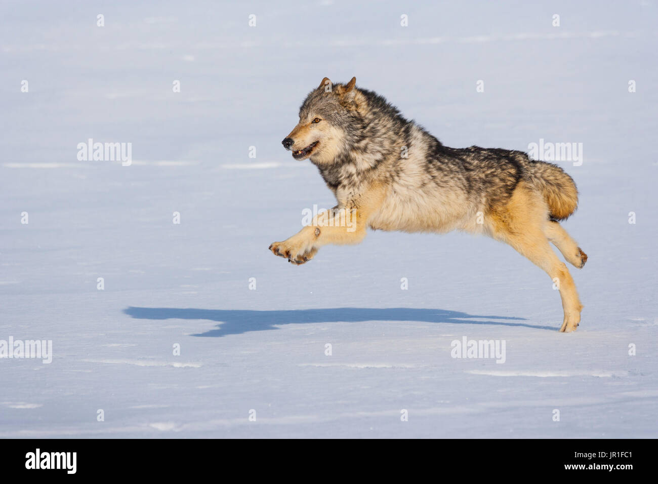 Gray wolf or grey wolf (Canis lupus) running Stock Photo - Alamy