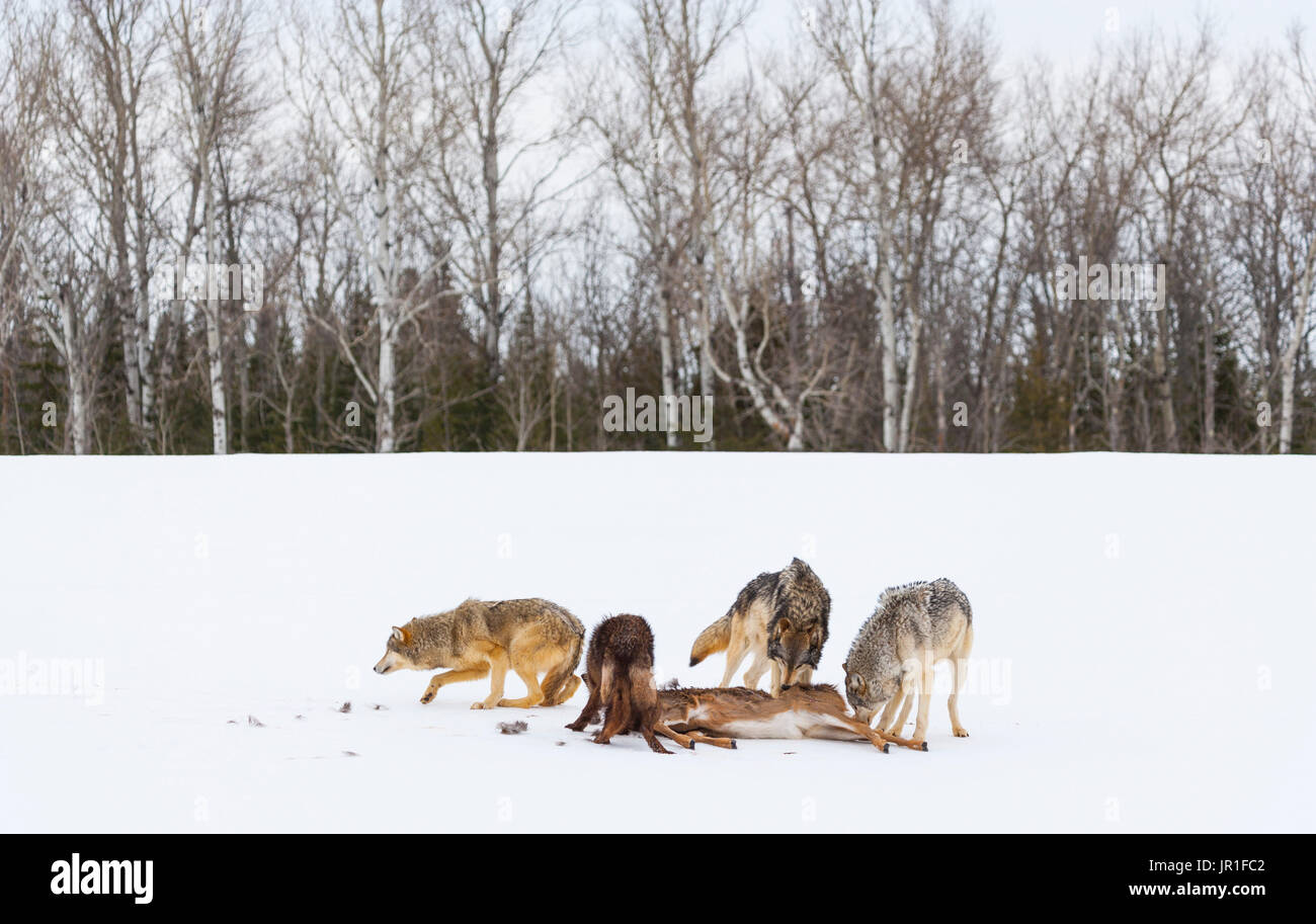 Wolf With Deer High Resolution Stock Photography and Images - Alamy