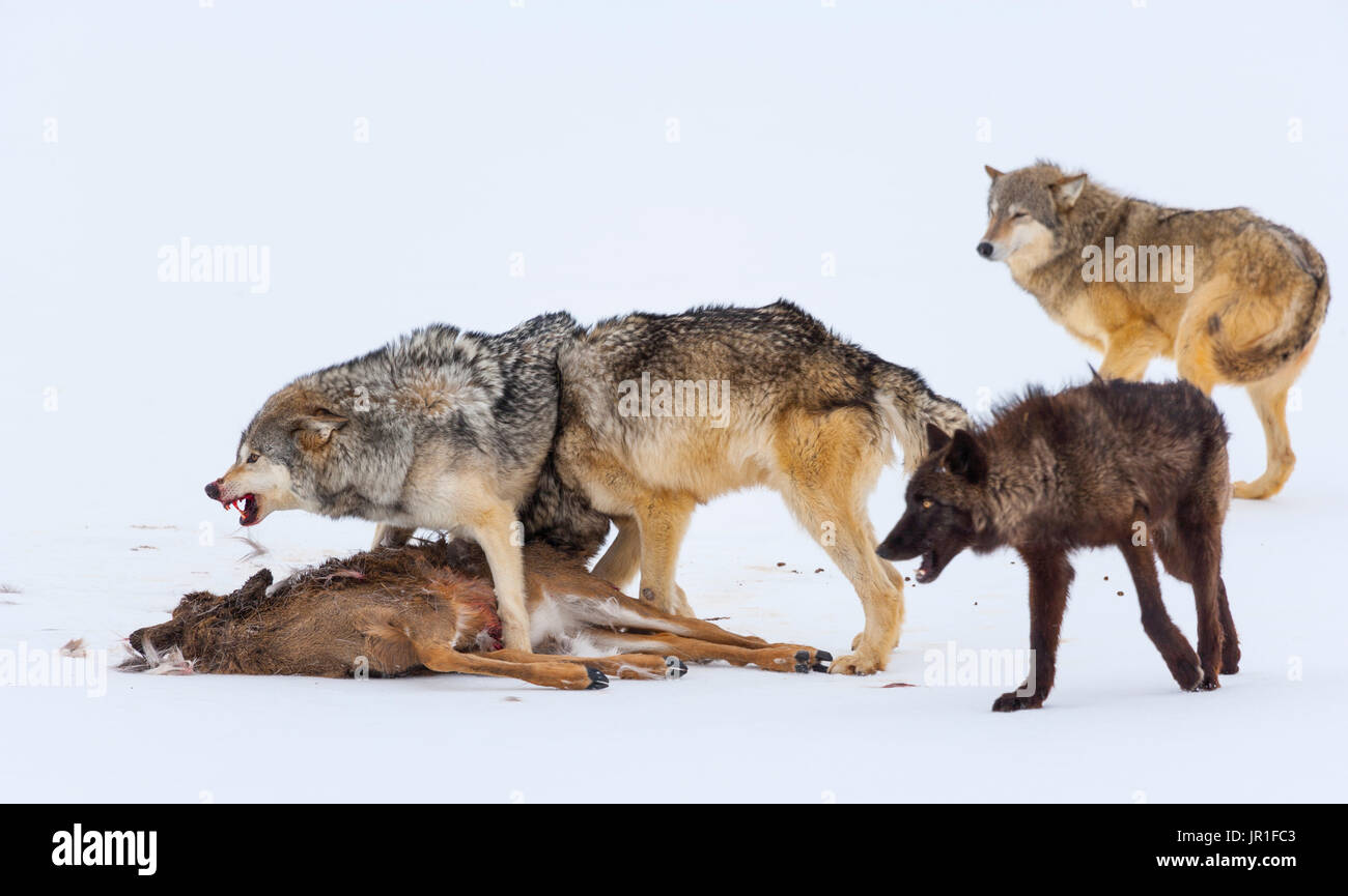 Gray wolf or grey wolf (Canis lupus) eating a deer Stock Photo - Alamy