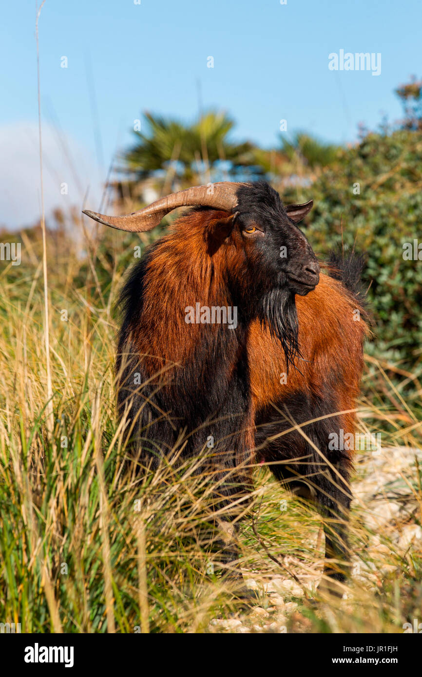 Mallorcan Wild Goat (Capra aegagrus), Serra de Tramuntana, Mallorca ...