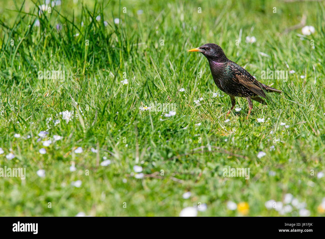 Common Starling (Sturnus vulgaris) on shore hunting ground, Geneva ...