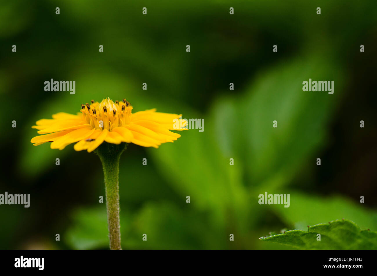 Flower of Singapore Daisy (Sphagneticola trilobata), New Caledonia ...