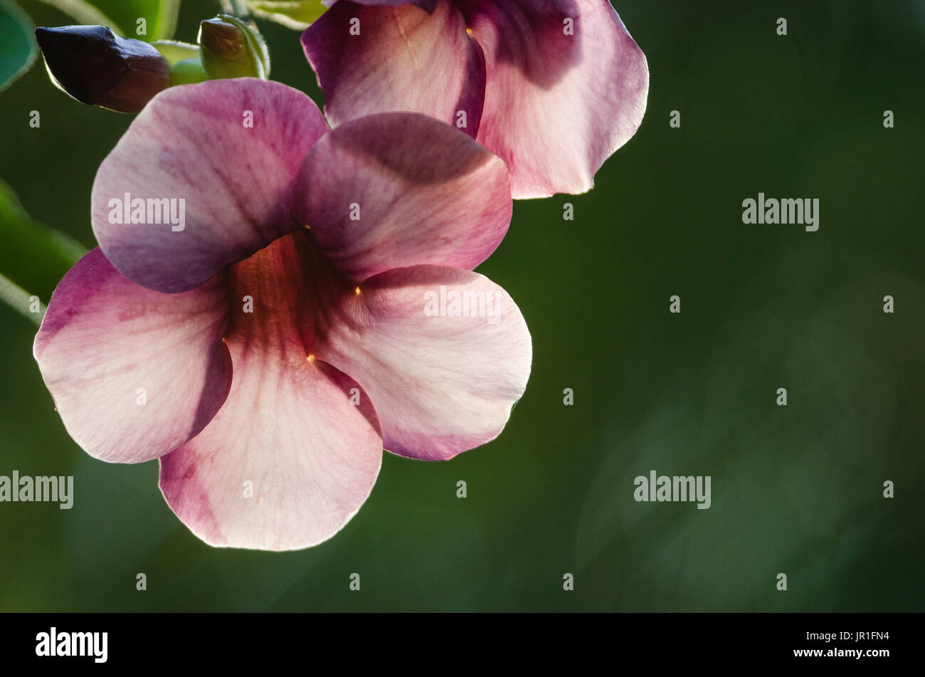 Flowers of pink Allamanda, Prony, South Province, New Caledonia Stock ...