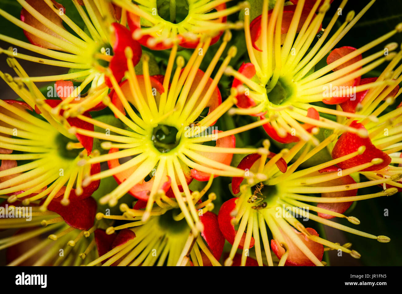 Flowers of Xantostemon (Xanthostemon aurantiacum), Blue River ...