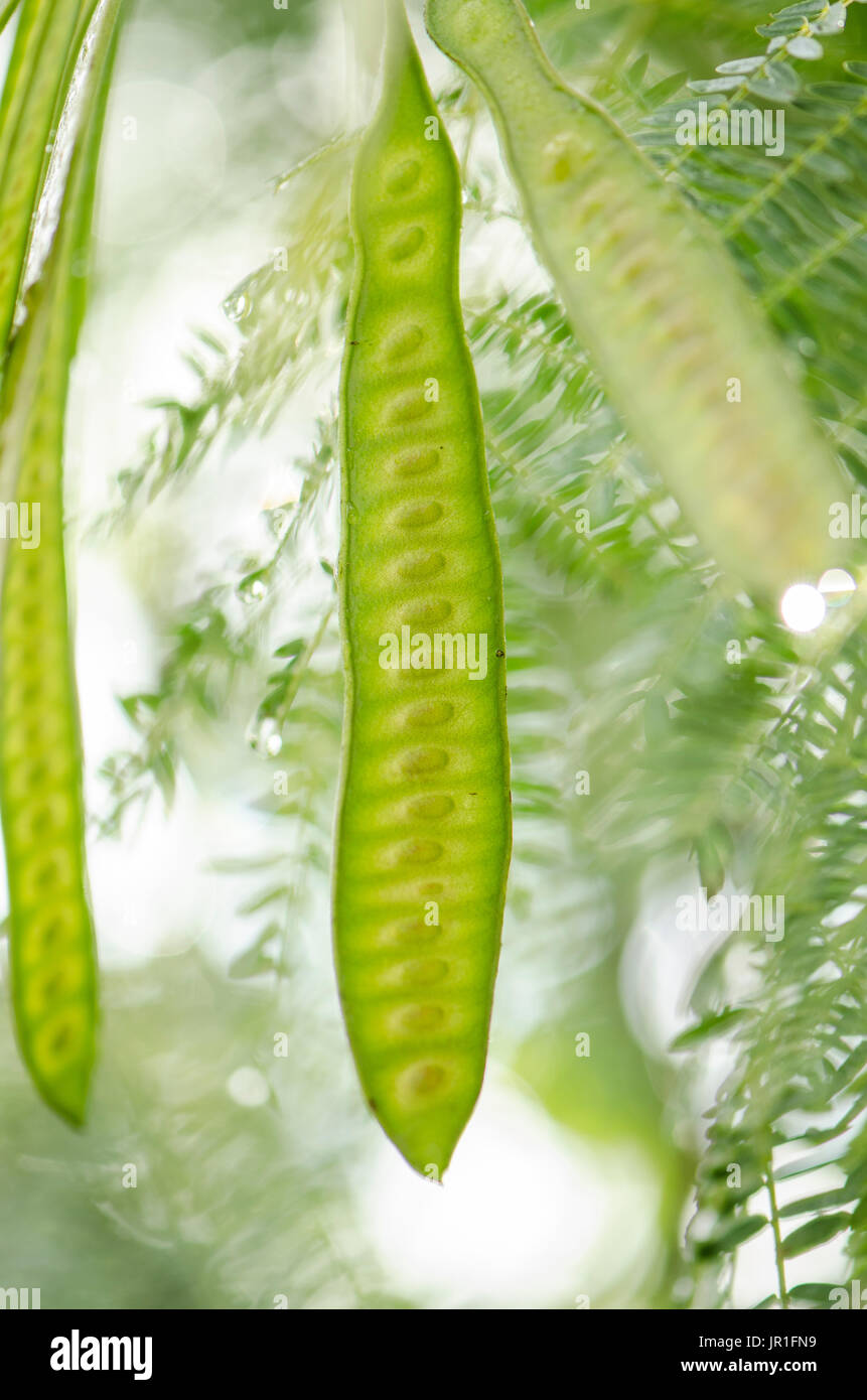 White leadtree pods (Leucaena leucocephala), Northern Province, New ...