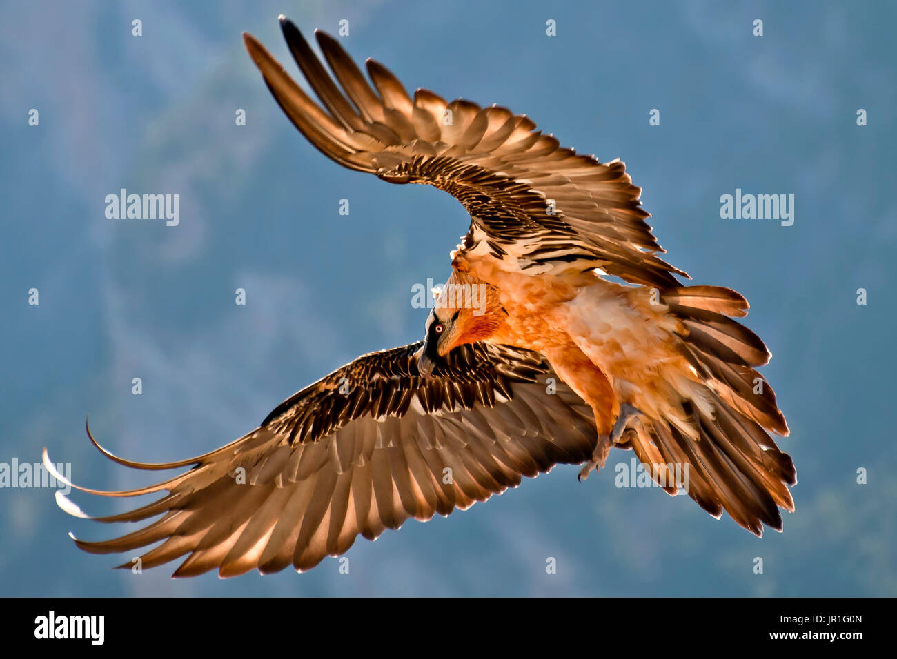 King of the mountain. Bearder Vulture (Gypaetus barbatus) arising ...