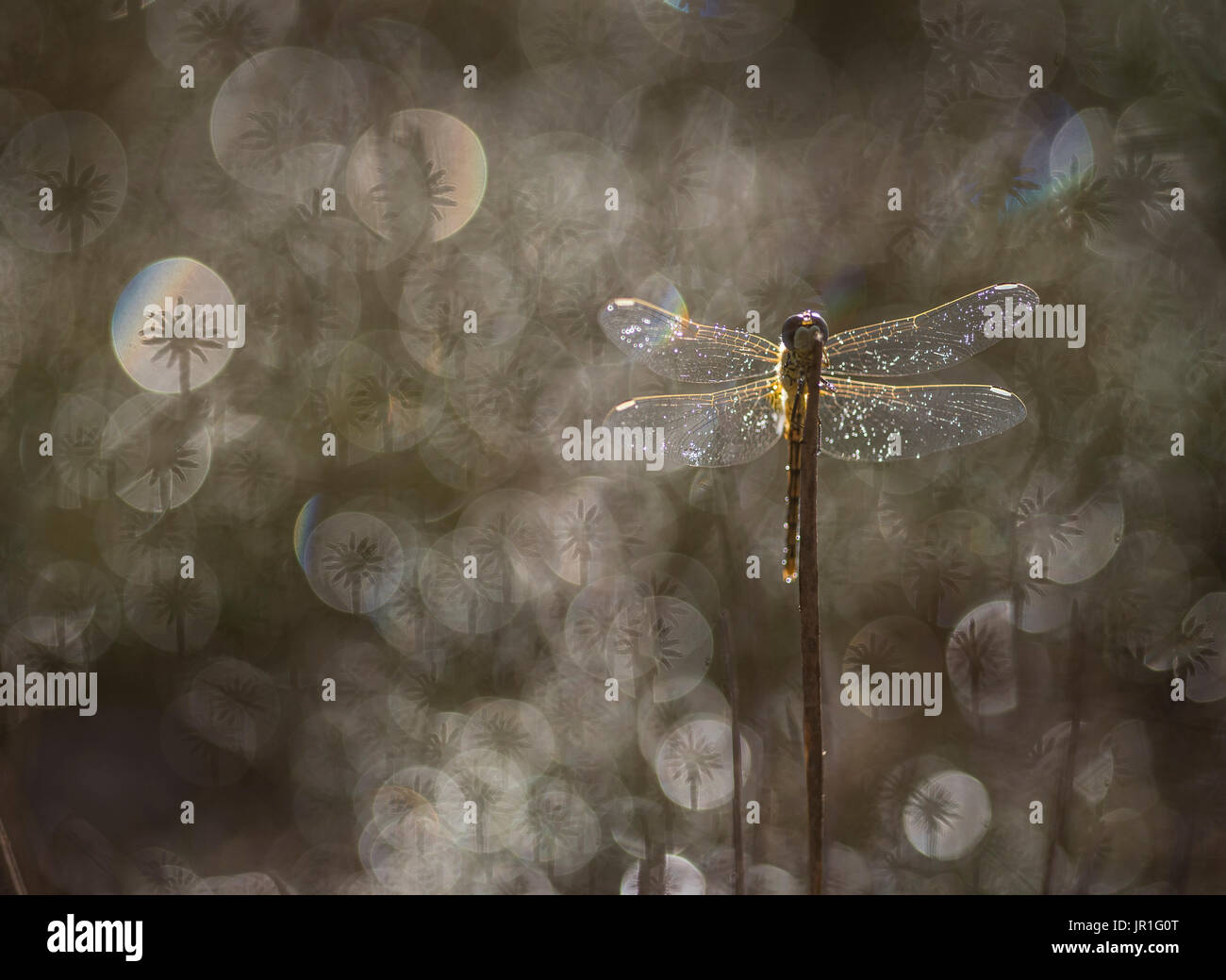 Dragonfly dorsal view hi-res stock photography and images - Alamy