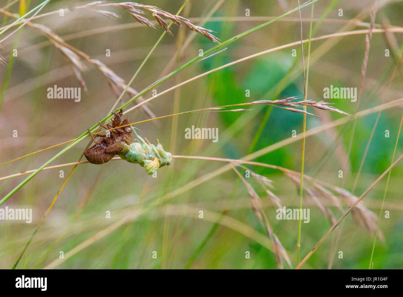Insect molting process hi-res stock photography and images - Alamy