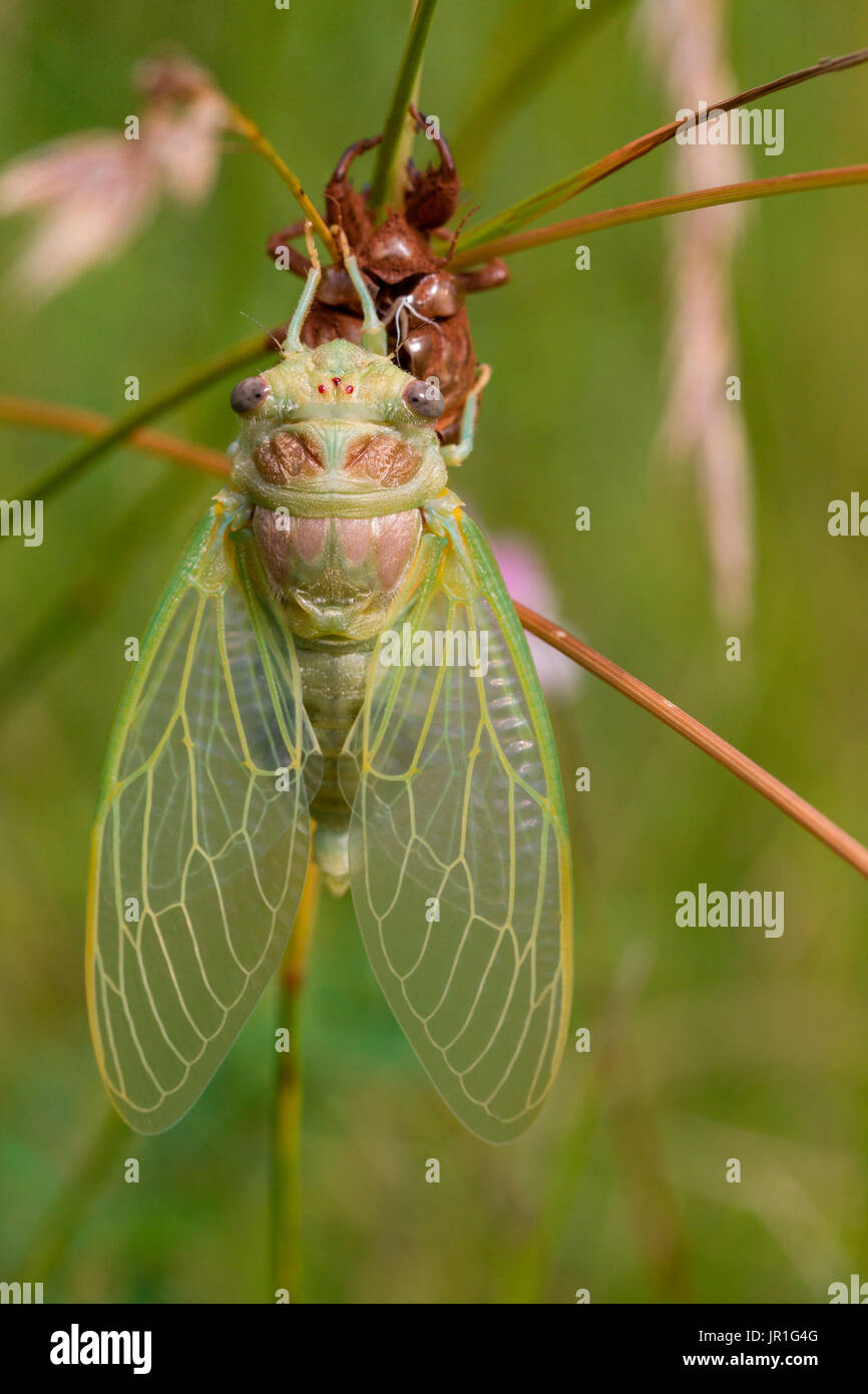 Cicadas france hi-res stock photography and images - Alamy