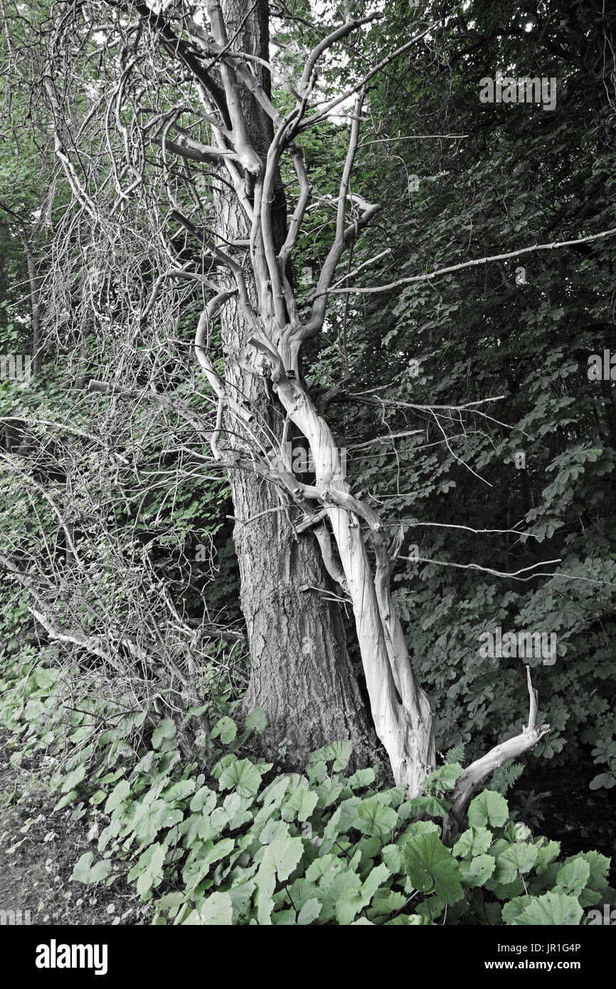 Elliot angus hi-res stock photography and images - Alamy