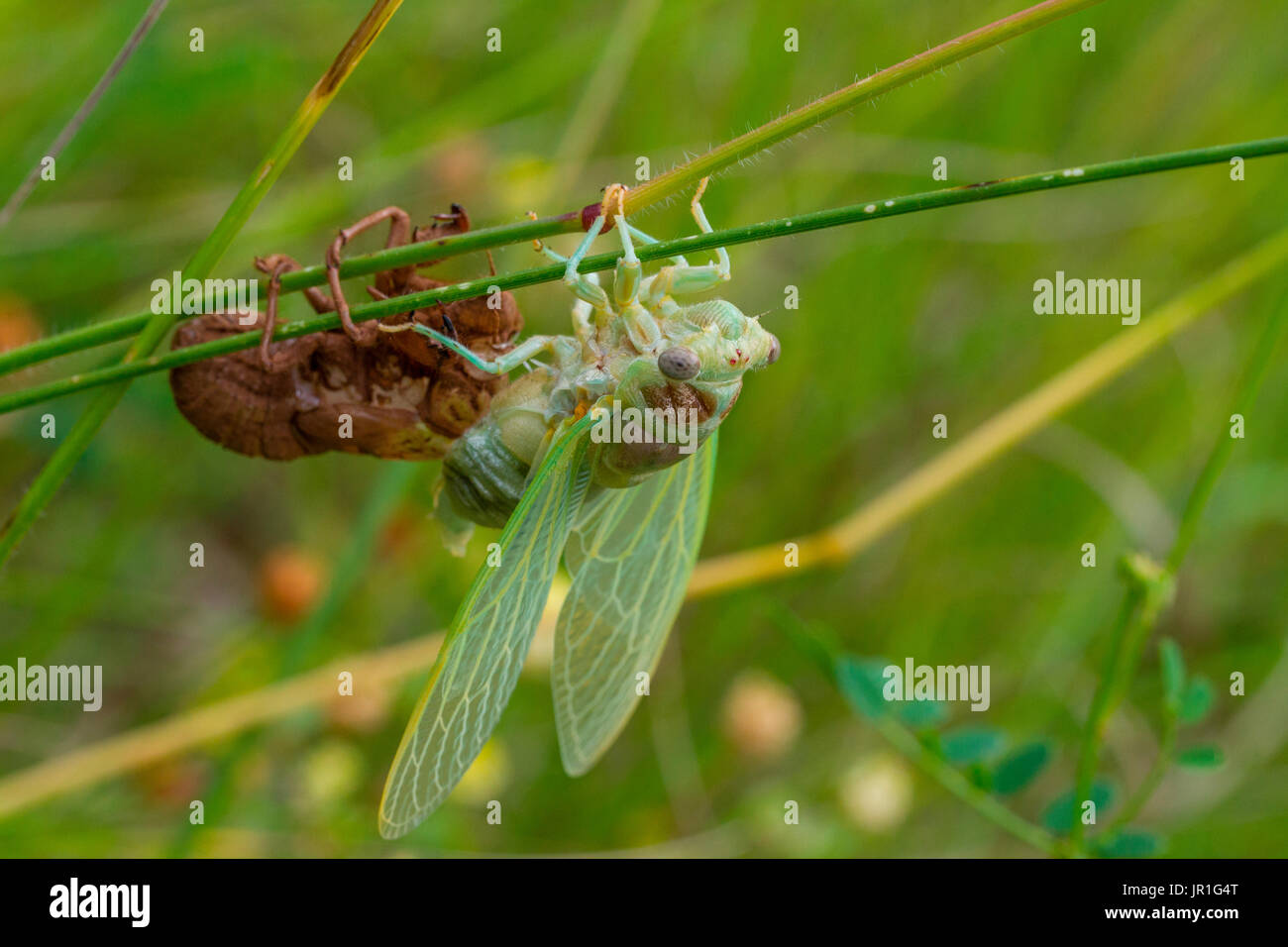Cicada in the process of moulting, southern France Stock Photo - Alamy