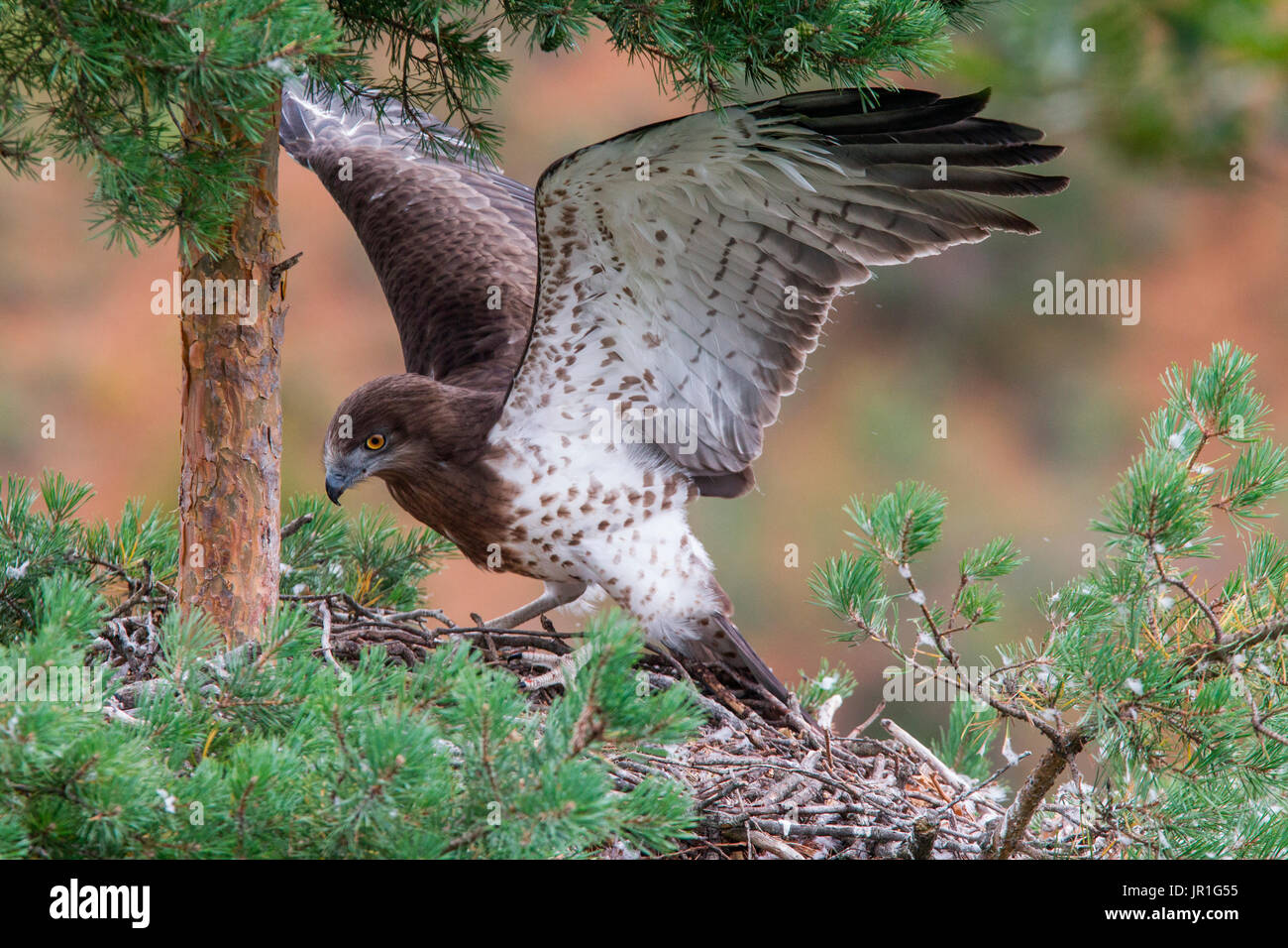 Circaetus gallicus nest hi-res stock photography and images - Alamy