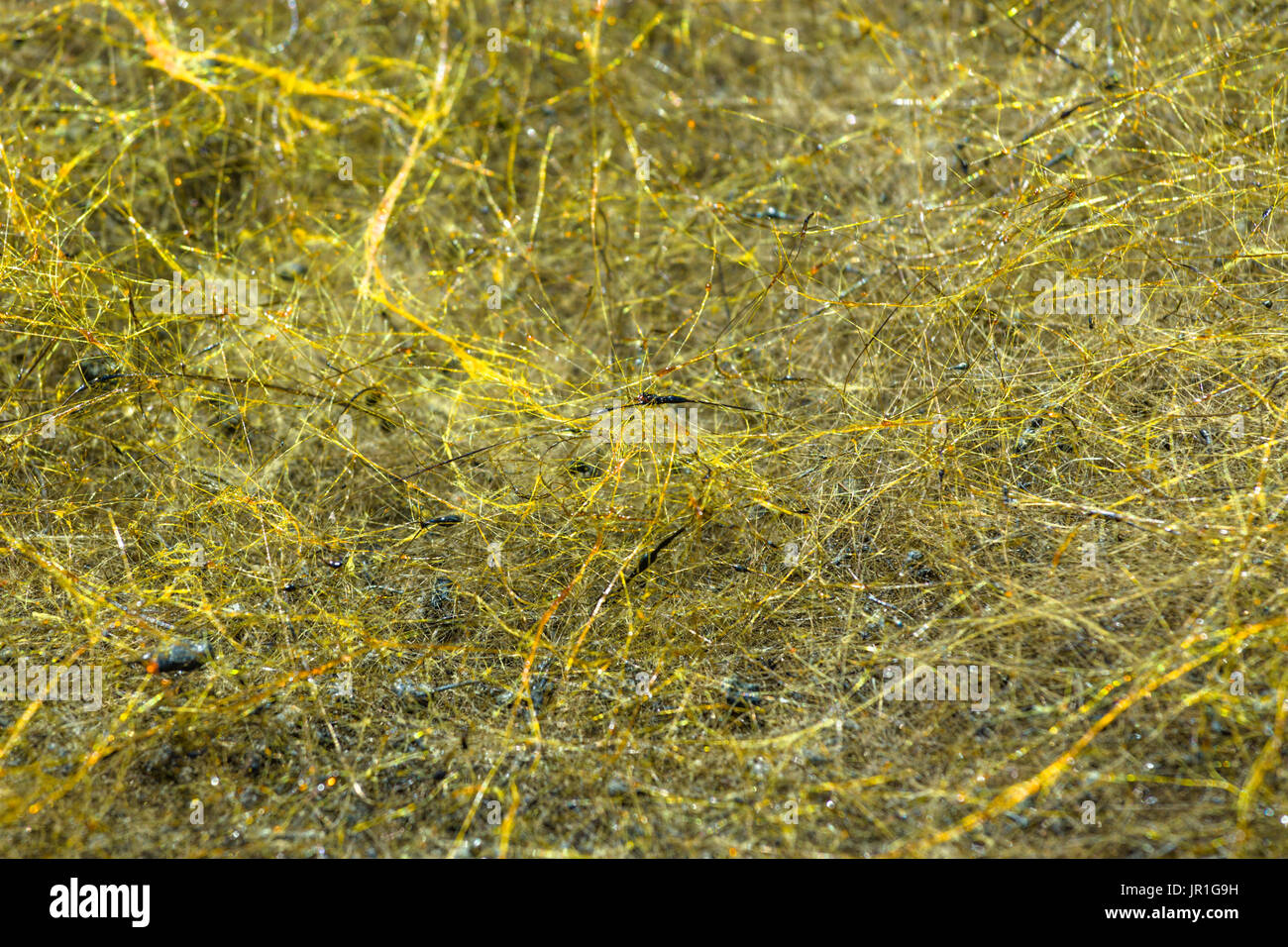 Erta Ale volcano lava, Great Rift valley, Afar region, Ethiopia Stock ...