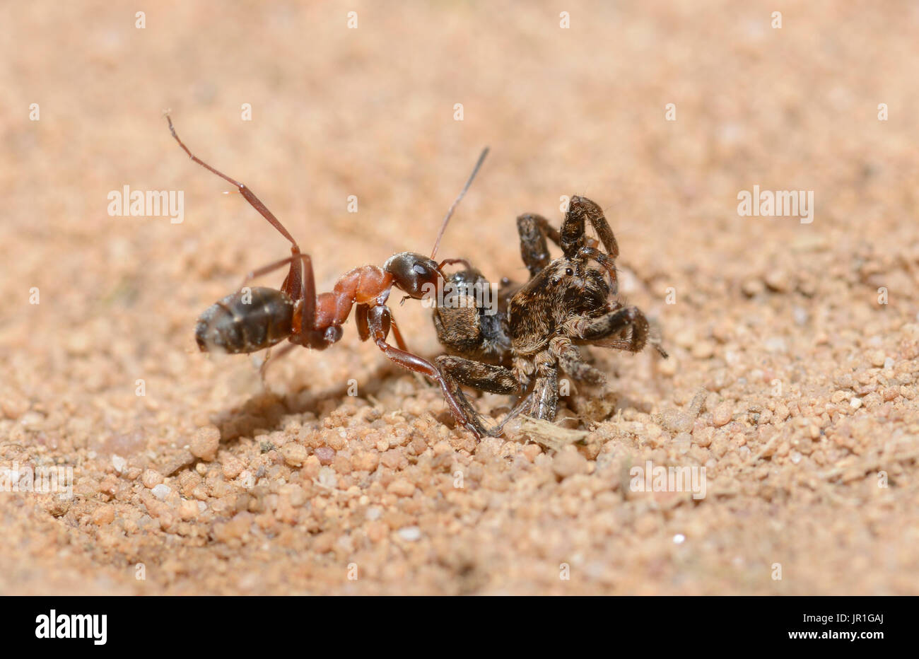 Rufous ant (Formica rufa) neutralizing a wolf-spider, Northern Vosges ...
