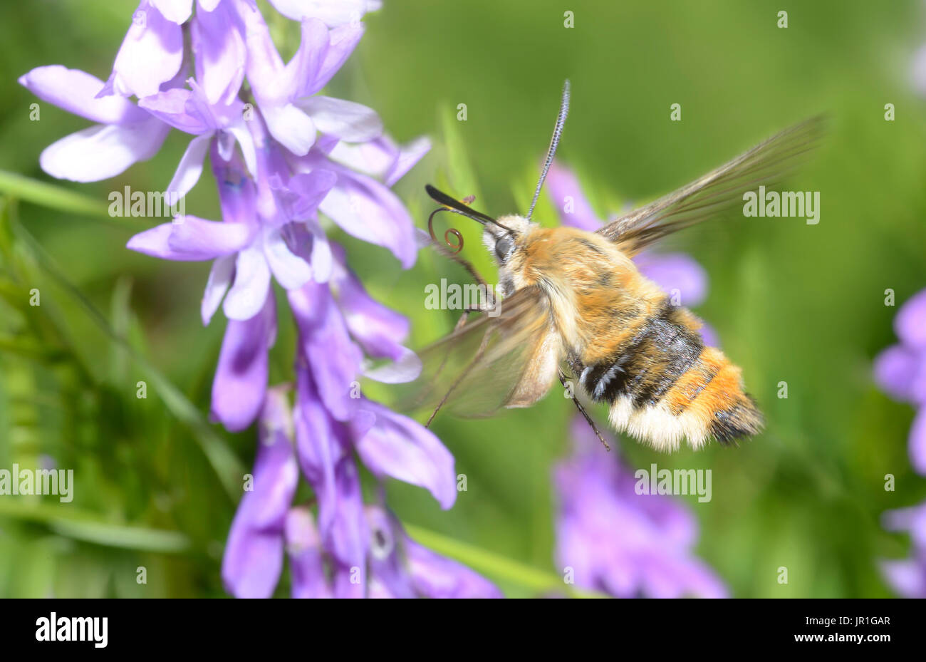 Narrow-bordered Bee Hawk-moth (Hemaris tityus) on Vetch grass (Vicia sp ...
