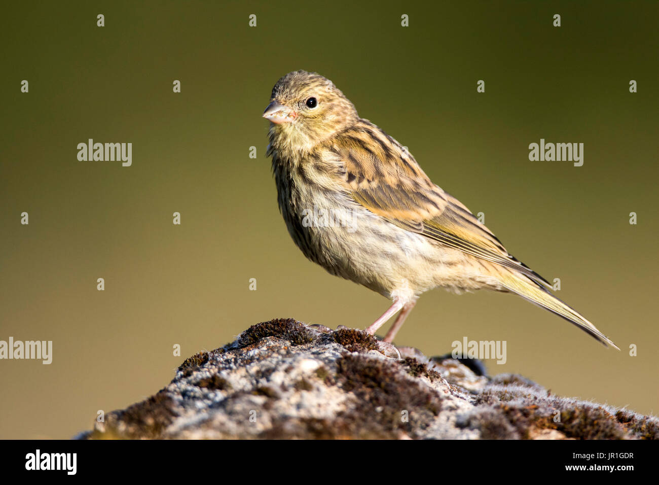 European Serin (Serinus serinus) on rock, Segovia, Spain Stock Photo ...