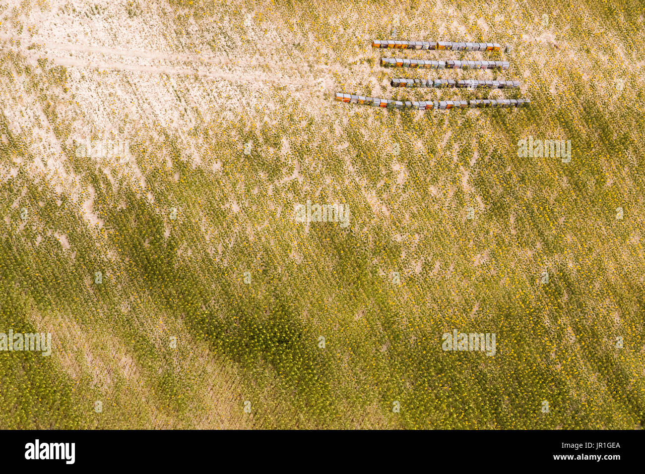 Aerial view of hives in a Sunflowers field, Seville, Spain Stock Photo ...