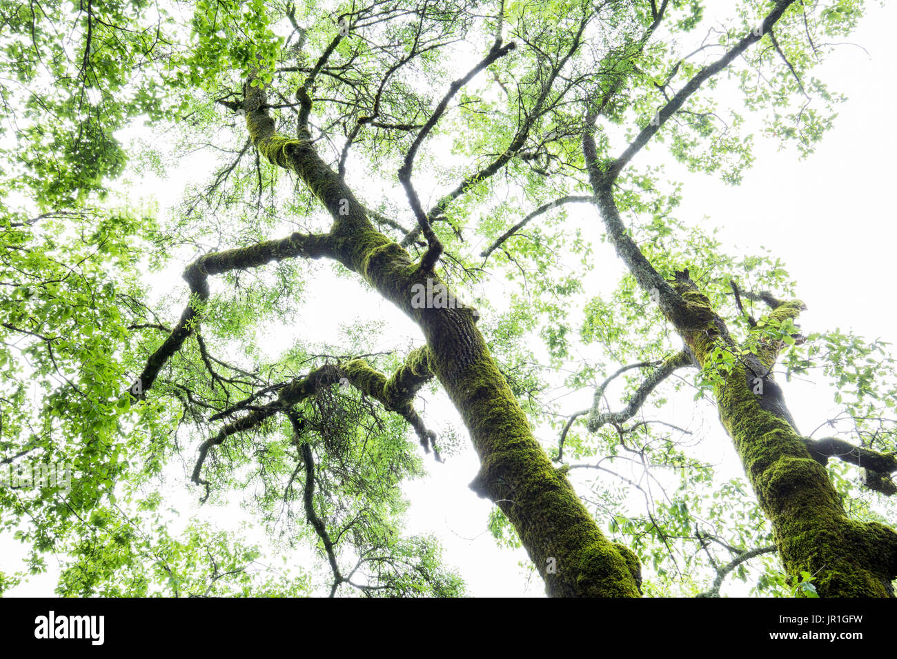 English oak (Quercus robur), Sierra Madrona Natural Park, Ciudad real ...