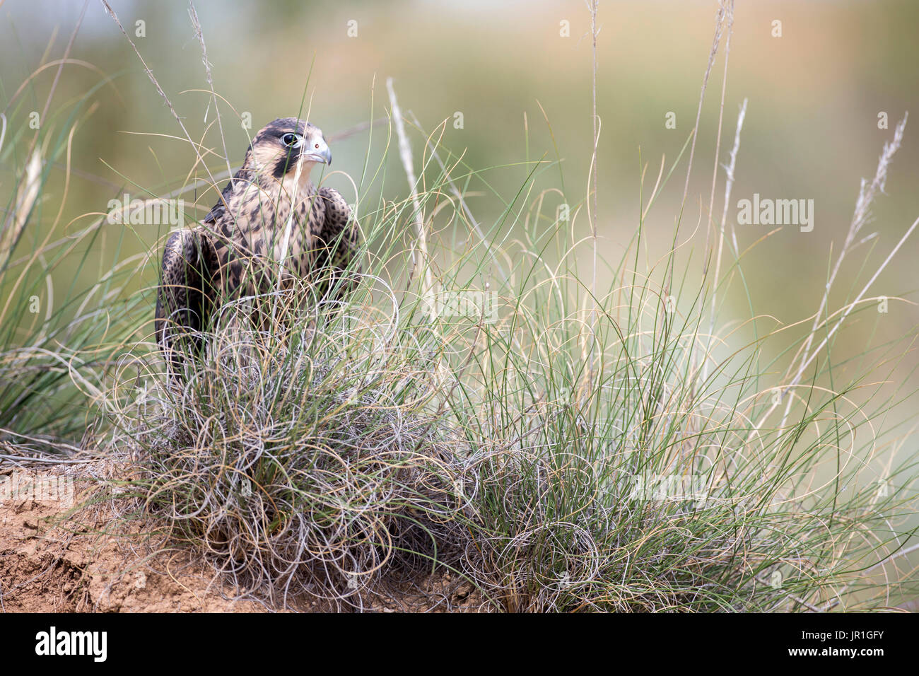Peregrine Falcon (Falco peregrinus) in grass, Madrid, Spain Stock Photo ...