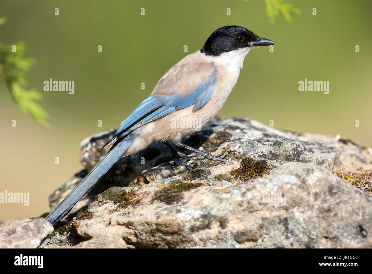 Azure-winged Magpie (Cyanopica cyanus) on rock, Segovia, Spain Stock ...