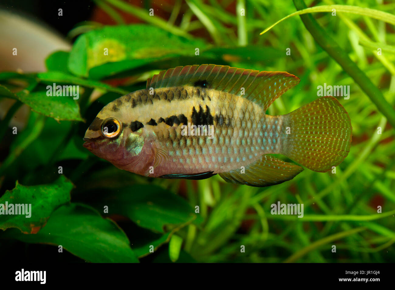 Redbreast acara (Laetacara dorsigera) male in aquarium Stock Photo - Alamy