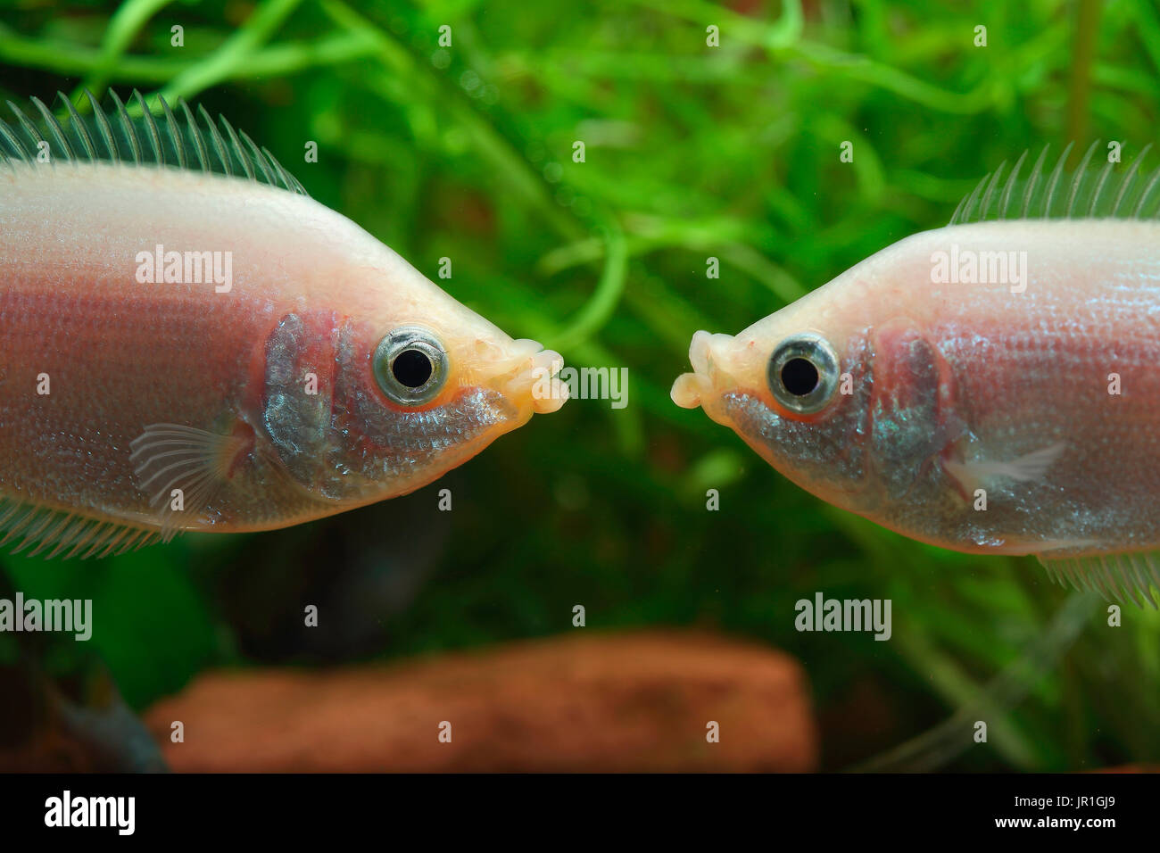 Kissing gouramis (Helostoma temminckii) males Stock Photo - Alamy