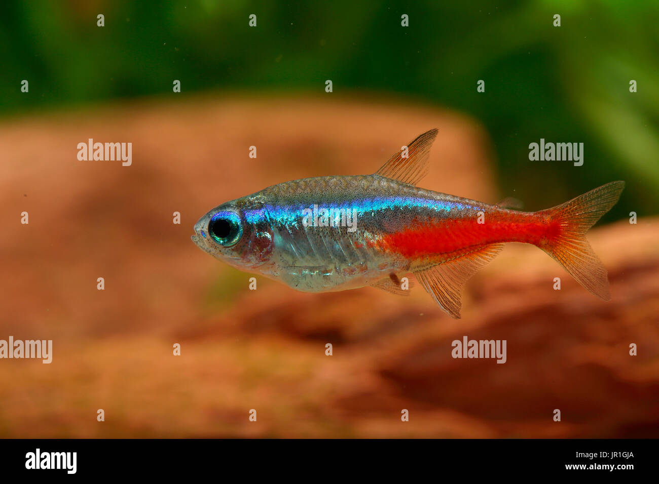 Orange Neon Tetra