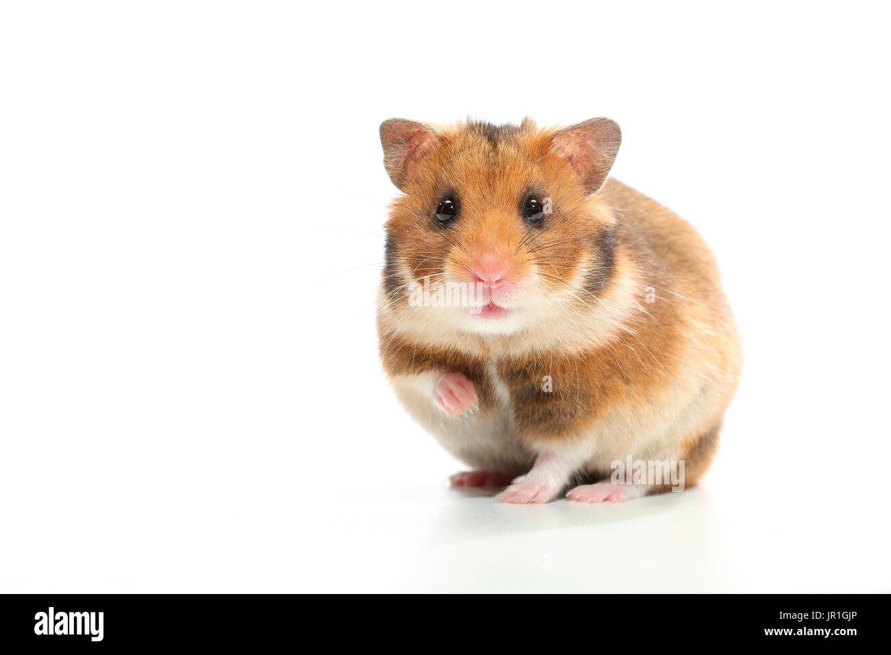 Domestic Golden Hamster (Mesocricetus auratus) on a white background ...