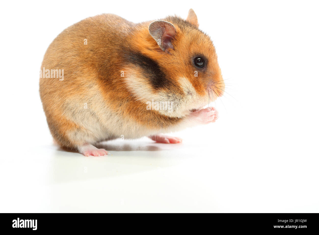 Domestic golden hamster (Mesocricetus auratus) filling its food jowls ...