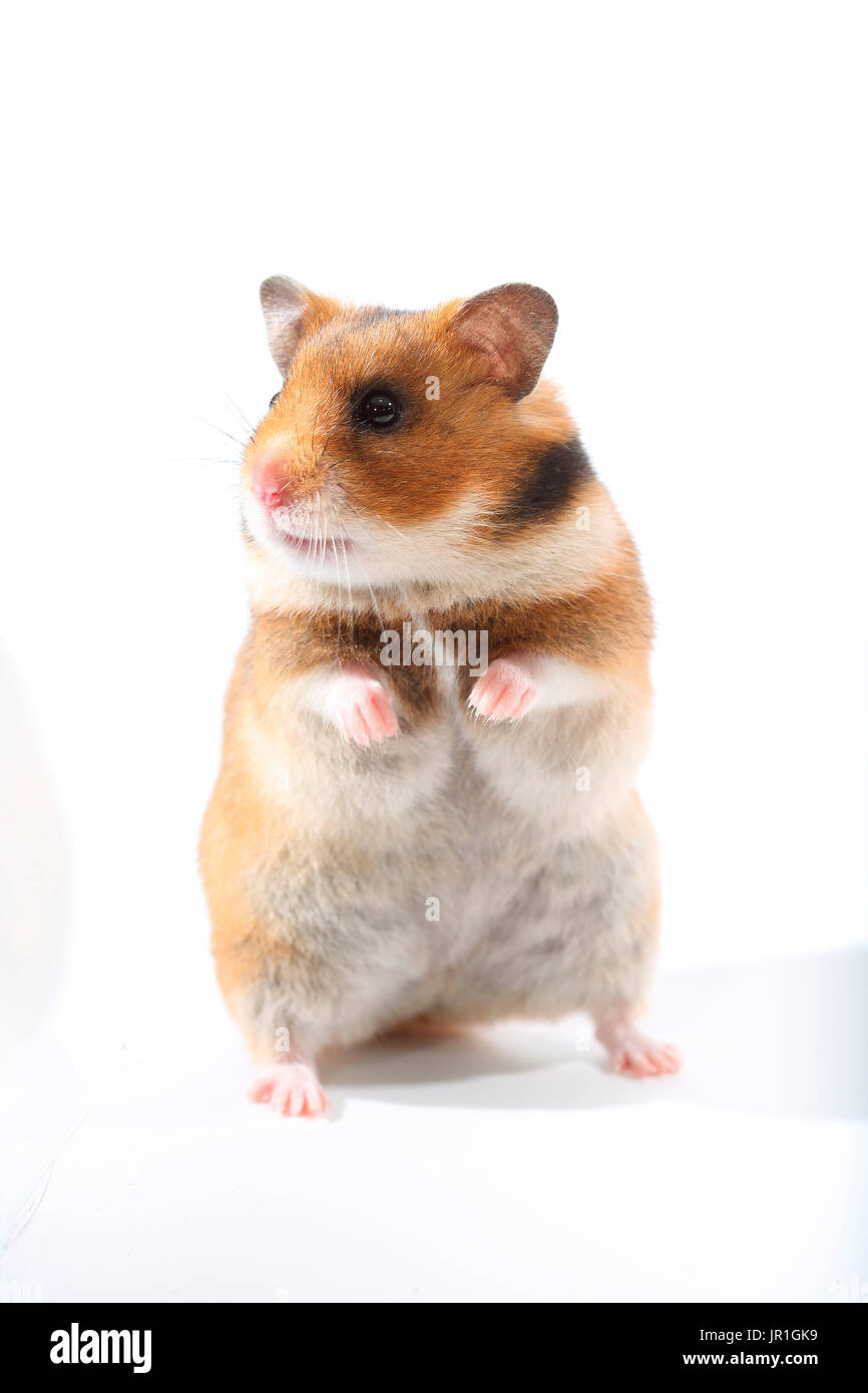 Domestic Golden Hamster (Mesocricetus auratus), frontal on its hind ...