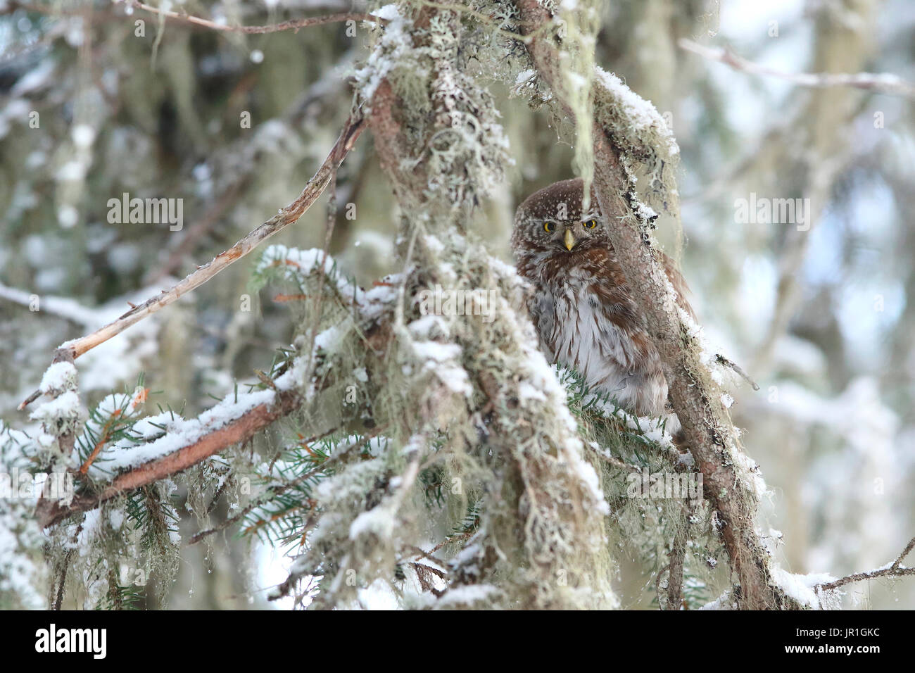 Pygmy Owl (Glaucidium passerinum) in a snowy coniferous forest, Haute ...
