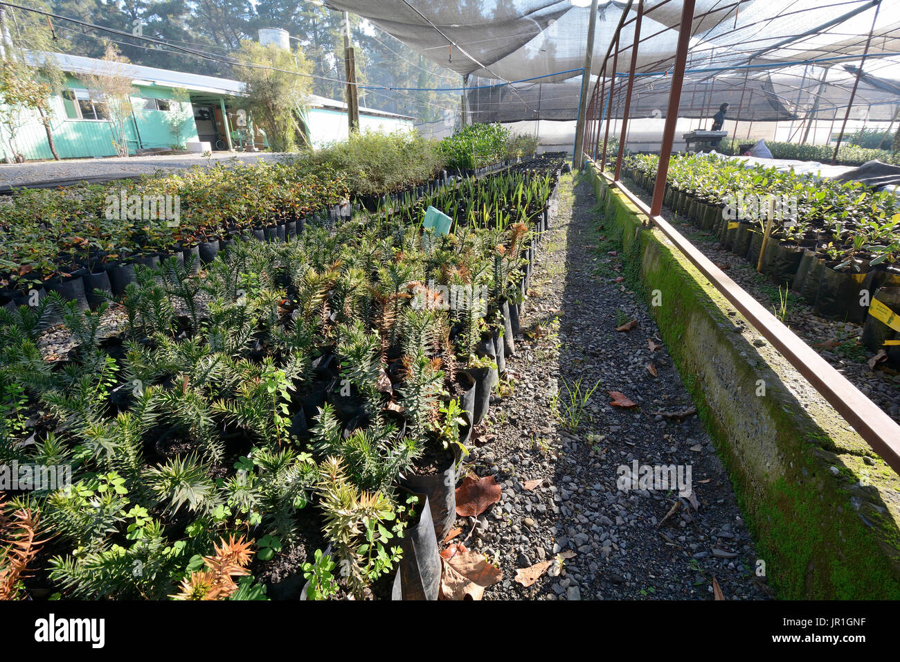 Chilean Indigenous Tree Nursery, CONAF Laboratory, Chillán, VIII Biobío ...