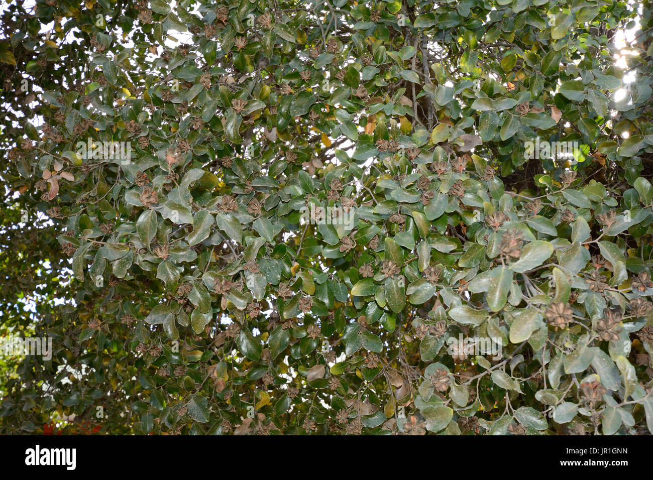 Quillay or Panama Wood (Quillaja saponaria), Medicinal and food ...