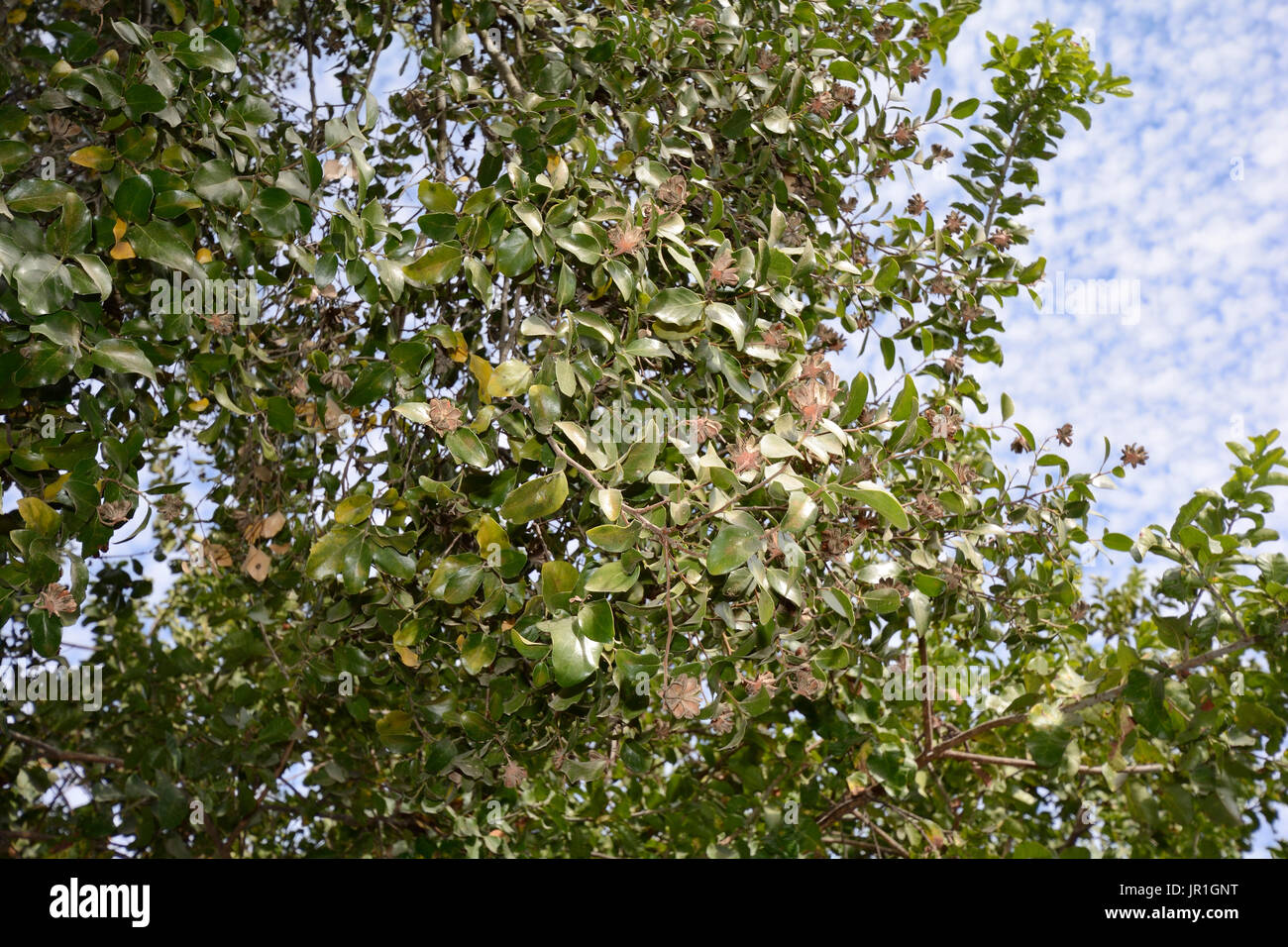Quillaja saponaria soap tree hi-res stock photography and images - Alamy