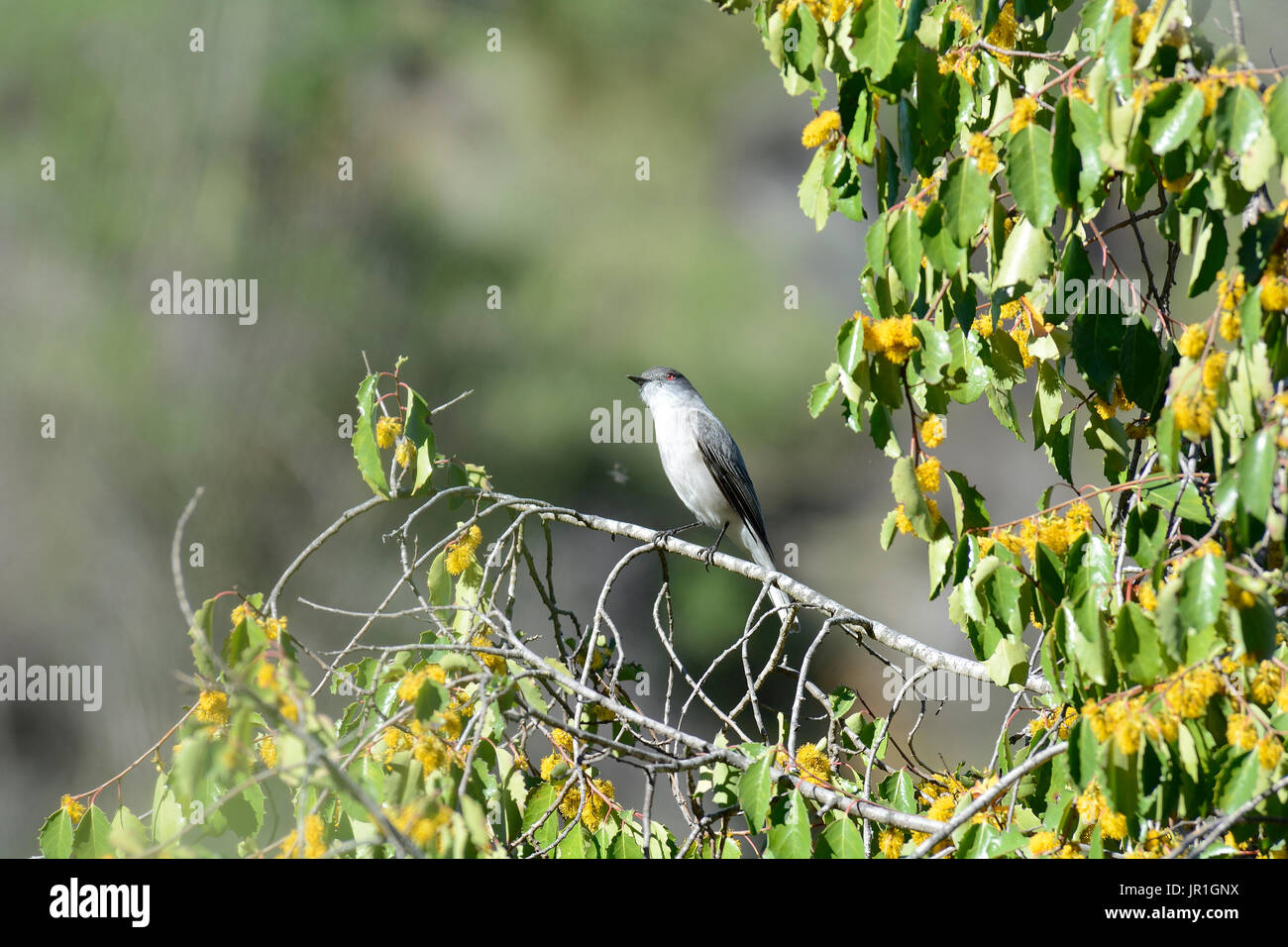 Fire-eyed Diucon (Xolmis pyrope), Portezuelo de Ocoa, National Park La ...