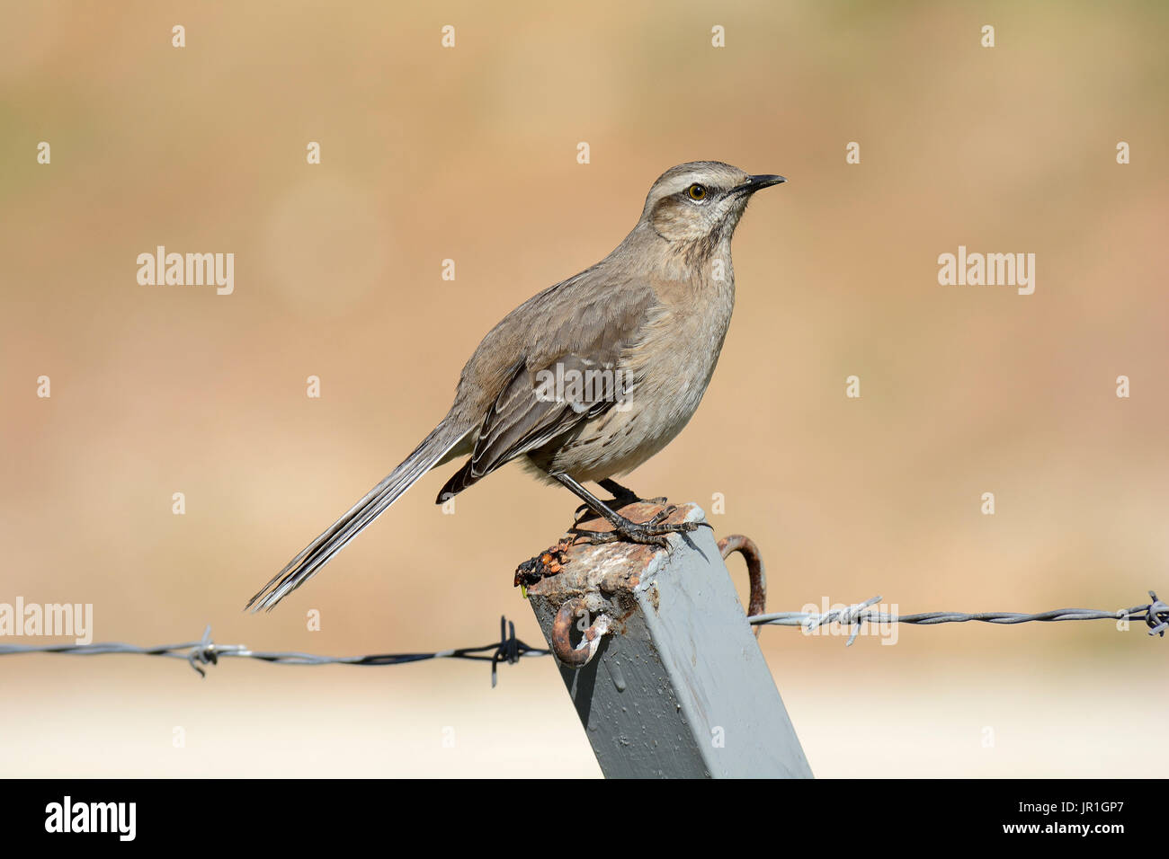 Aves del mar hi-res stock photography and images - Alamy