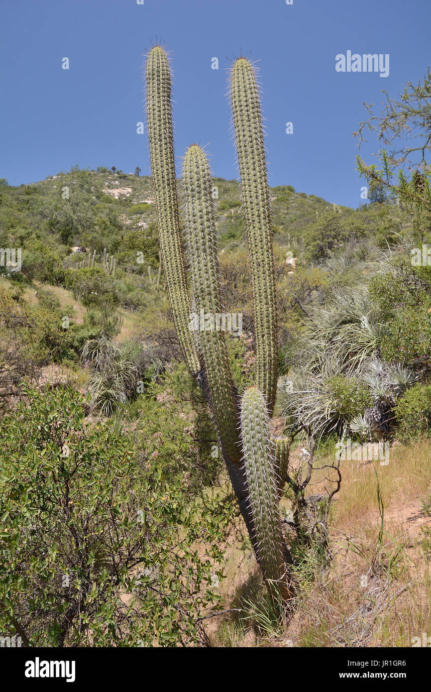 Quisco (Echinopsis chiloensis), Area Palmas de Ocoa, National Park La ...