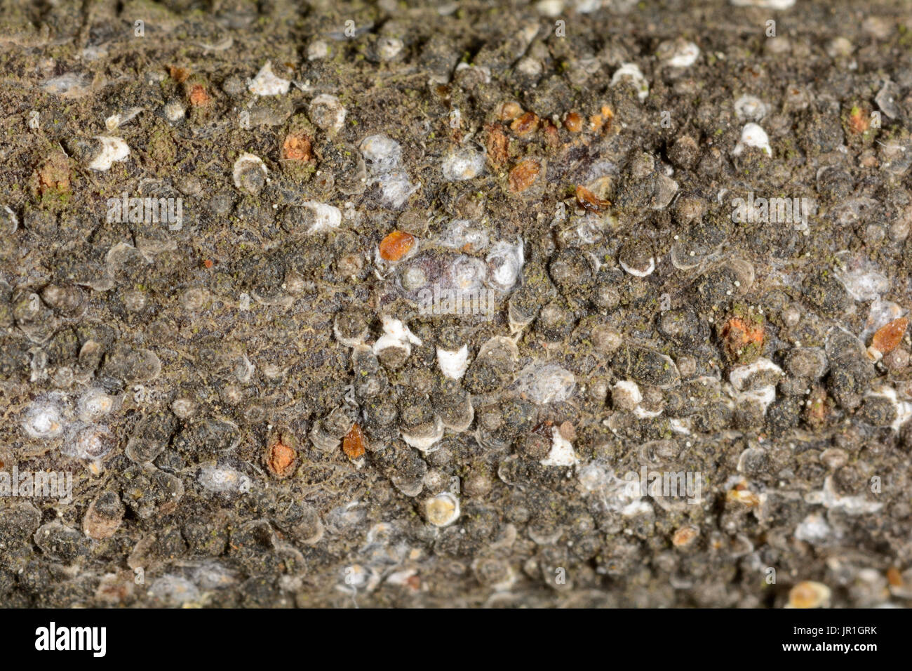 San Jose scale (Diaspidiotus perniciosus), pest on apple tree. Sagrada ...