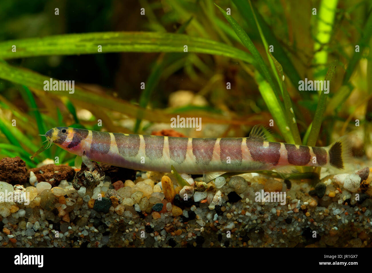 Pangio kuhli hi-res stock photography and images - Alamy