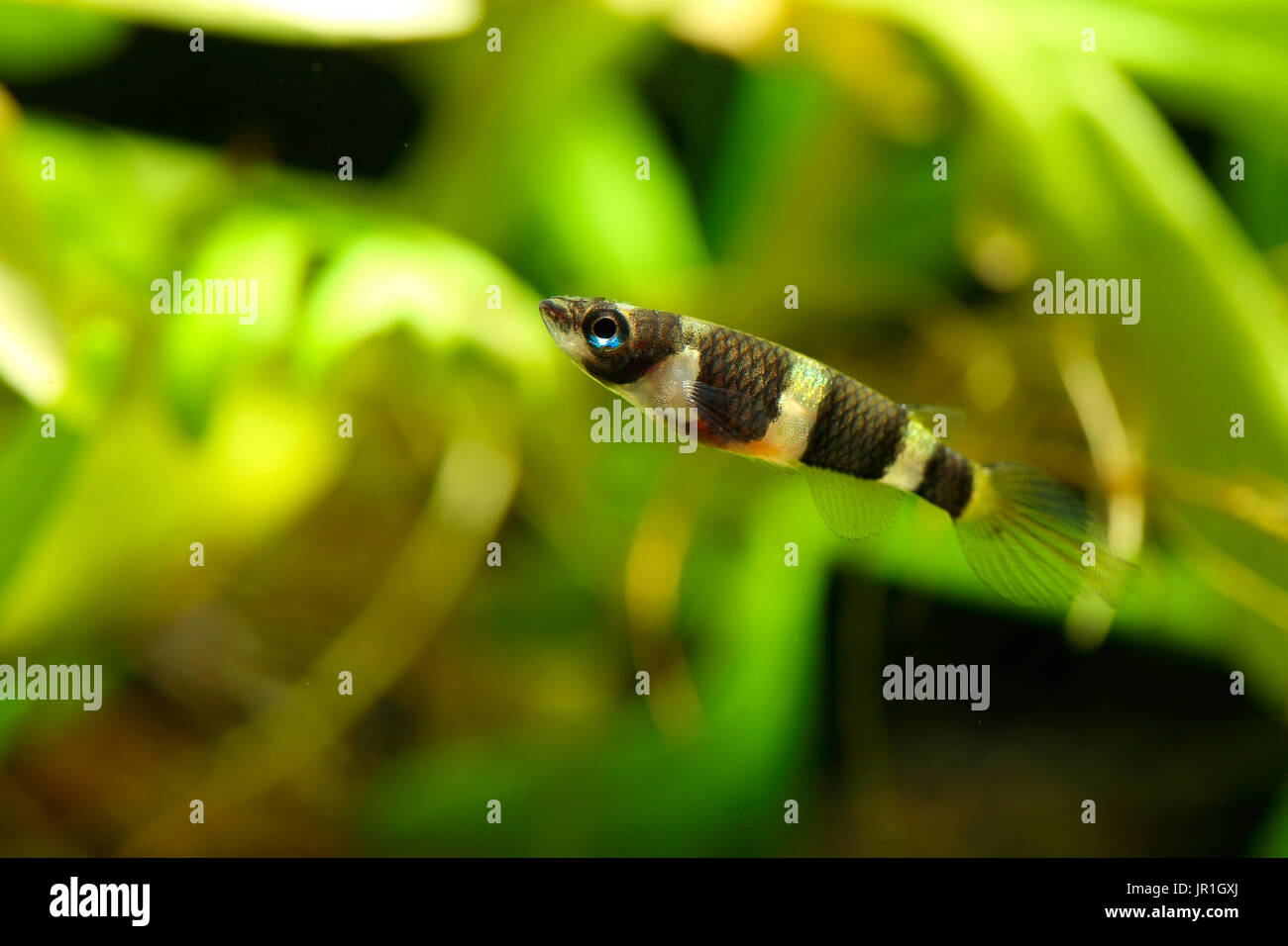 Clown killi (Epiplatys annulatus) female Stock Photo - Alamy