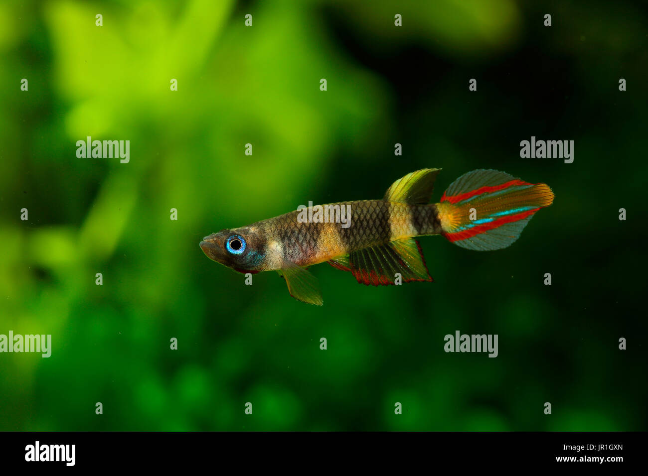 Clown killi (Epiplatys annulatus) male Stock Photo - Alamy