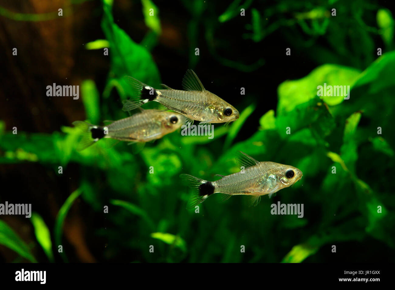 Tail-spot pygmy corydoras (Corydoras hastatus) group Stock Photo - Alamy
