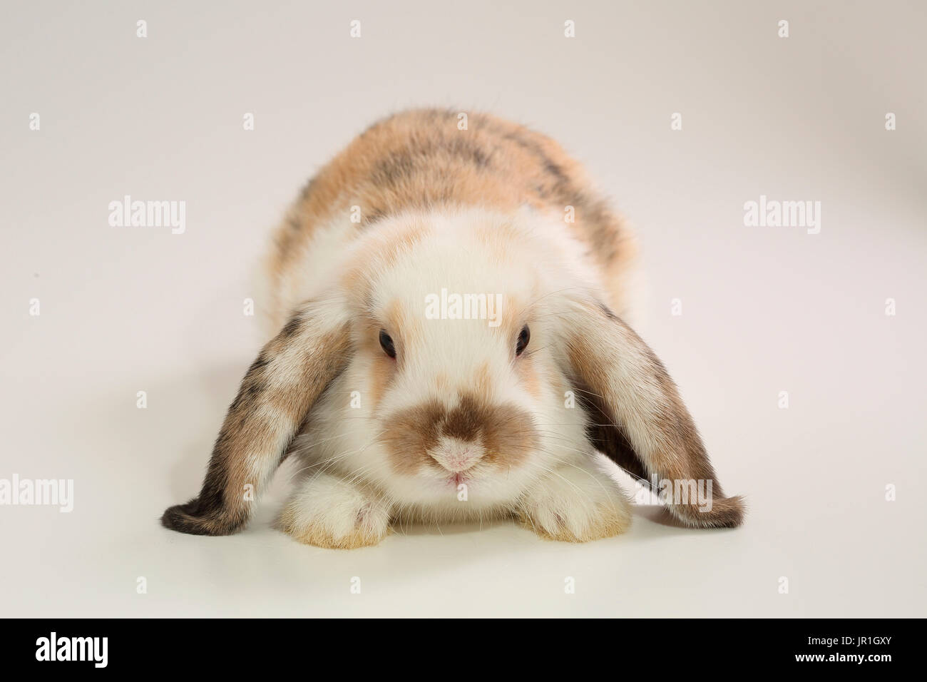 Front facing rabbit hi-res stock photography and images - Alamy