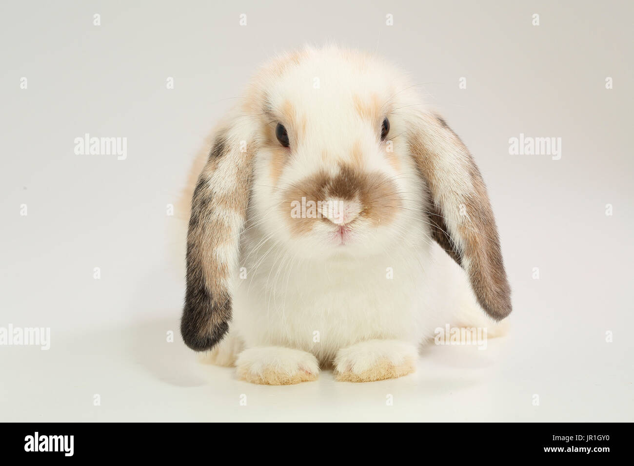Front facing rabbit hi-res stock photography and images - Alamy
