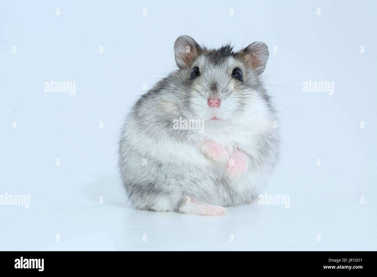 Domestic Russian Hamster (Phodopus sungorus) face on white background ...