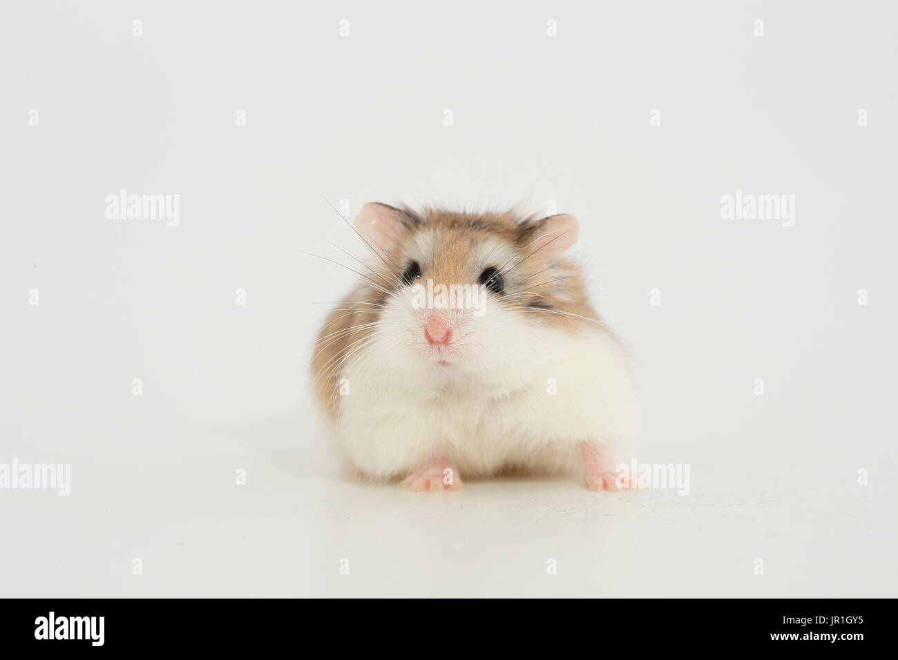 Desert Hamster (Phodopus roborovskii) facing in white background Stock ...